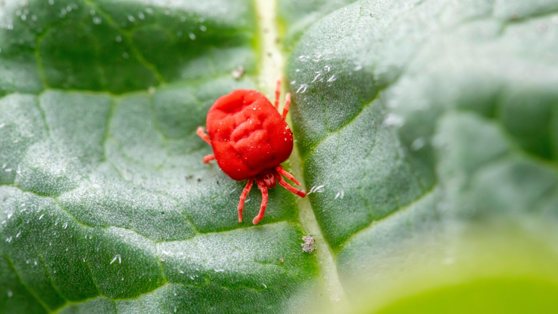 Como eliminar ácaros-praga? Veja espécies e formas de manejo