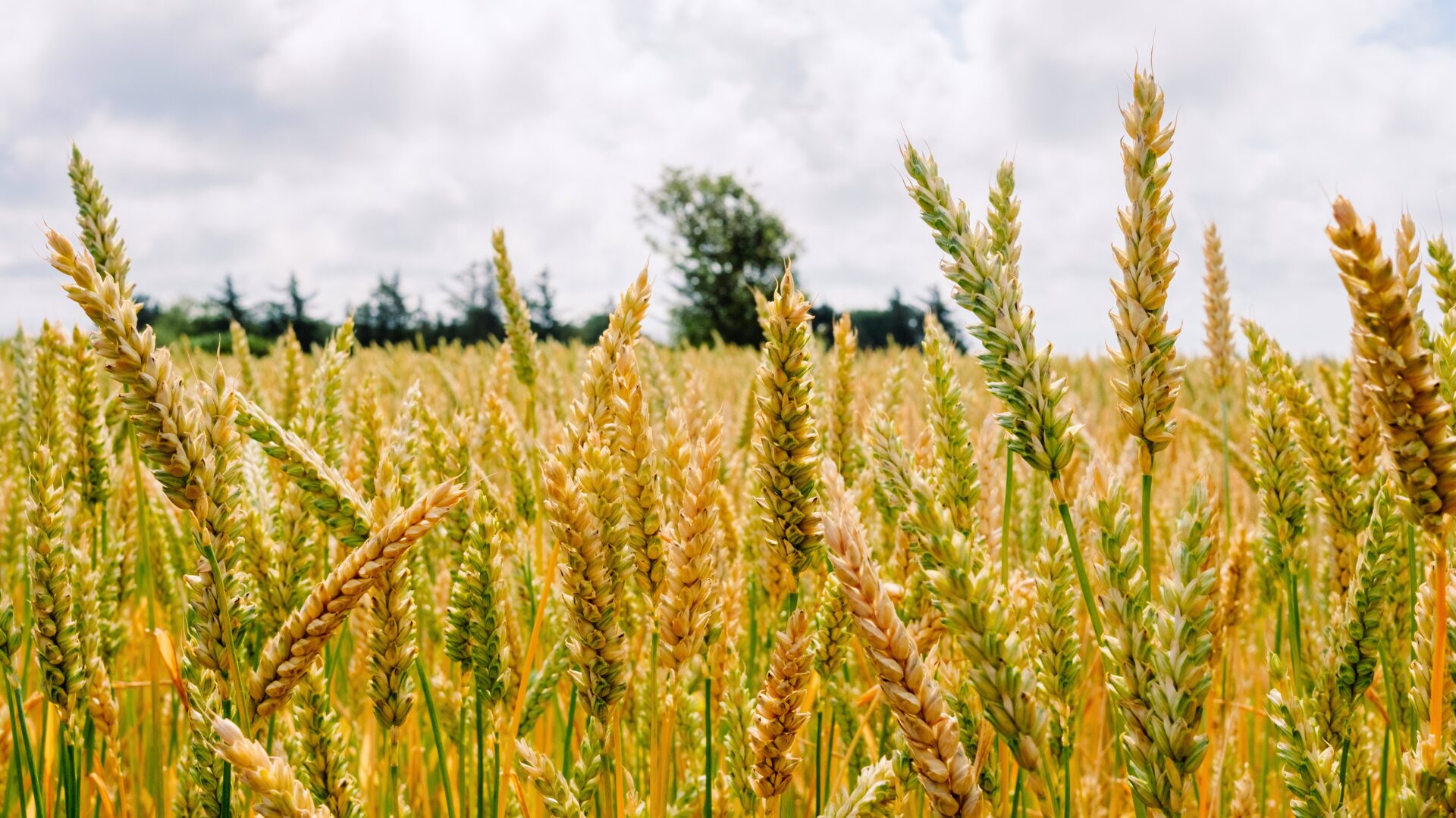 Cultivo do trigo: saiba tudo para uma lavoura produtiva