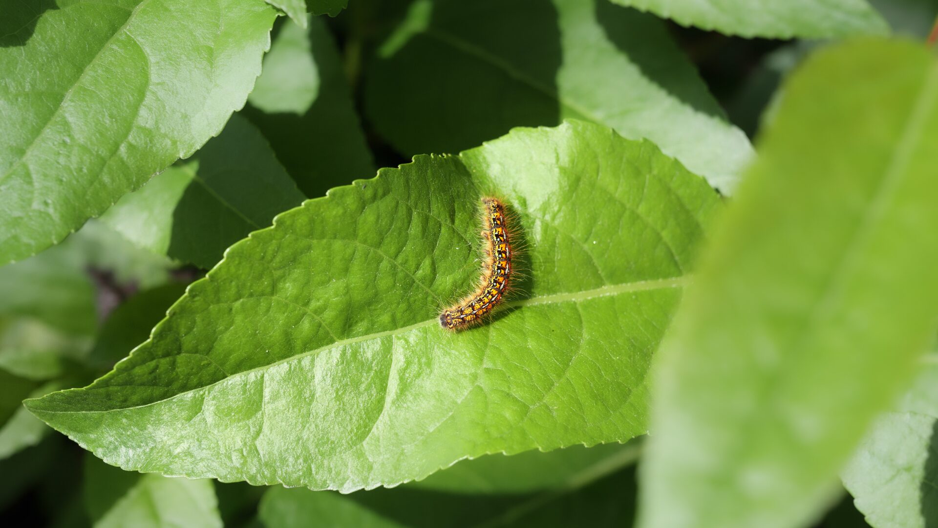 Tipos de lagarta: conheça as principais e saiba como combater